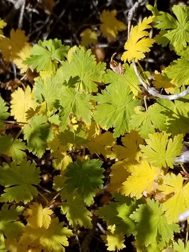 Ribes montigenum - PictureThis