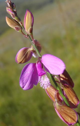 Polygala garcinii - PictureThis