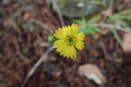 Woodland madia (Anisocarpus madioides) Flower, Leaf, Care, Uses ...