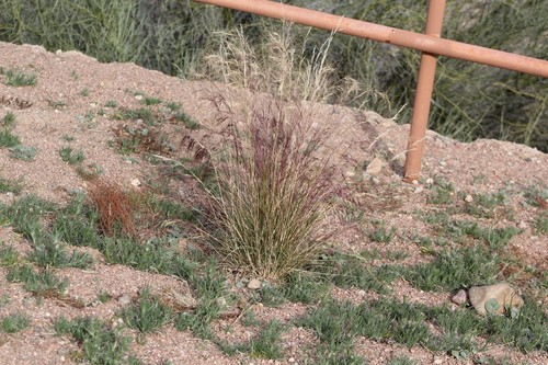 How to Plant and Grow Purple three-awn(Aristida purpurea)