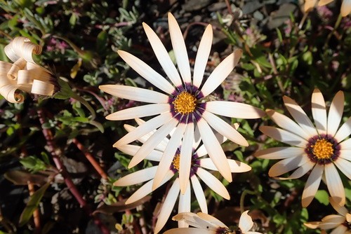Glandular cape marigold (Dimorphotheca sinuata) Flower, Leaf, Care ...