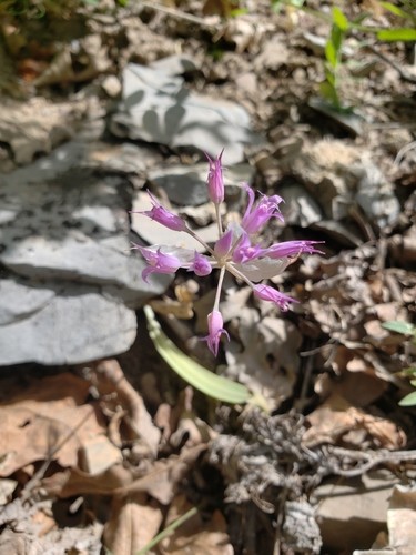Tapertip onion (Allium acuminatum) Flower, Leaf, Care, Uses - PictureThis