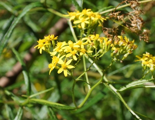 Senecio linearifolius - PictureThis