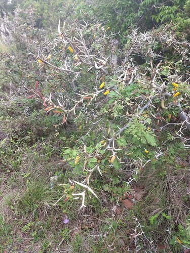 Bullhorn acacia (Vachellia cornigera) Flower, Leaf, Care, Uses ...