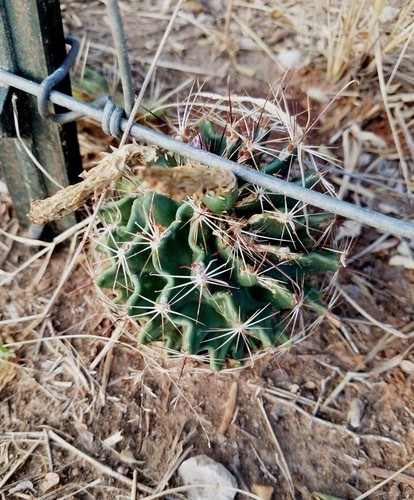 Biznaga pezón setosa (Thelocactus setispinus) - PictureThis