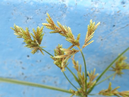 Cyperus Compressus Common Name
