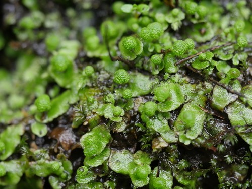 Asterella - PictureThis