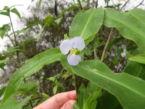 Hierba del pollo (Commelina virginica) - PictureThis
