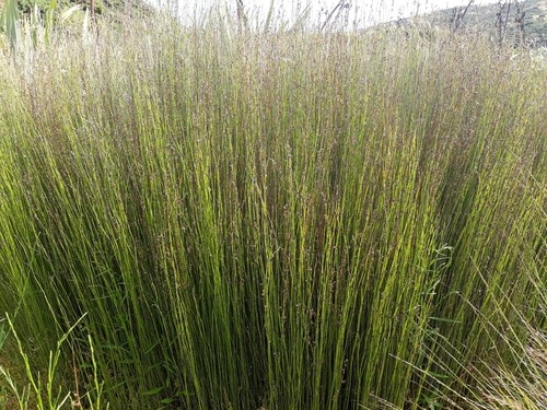 Jointed rush (Apodasmia similis) Flower, Leaf, Care, Uses - PictureThis