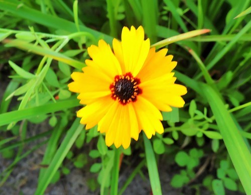 How to Plant and Grow Goldenmane Tickseed(Coreopsis basalis)