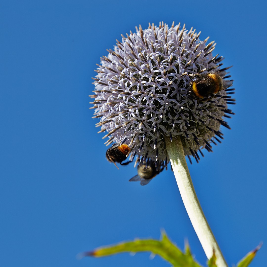 Echinops bannaticus - PictureThis