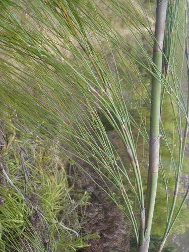 Jointed rushes (Restionaceae) Flower, Leaf, Care, Uses - PictureThis
