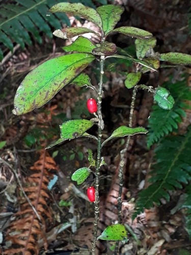 Small toropapa (Alseuosmia pusilla) Flower, Leaf, Care, Uses - PictureThis