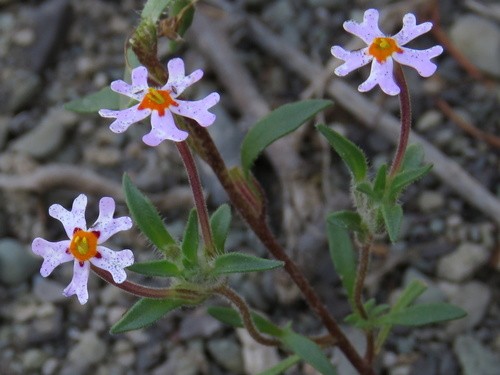 Figwort (Scrophulariaceae) Flower, Leaf, Care, Uses - PictureThis