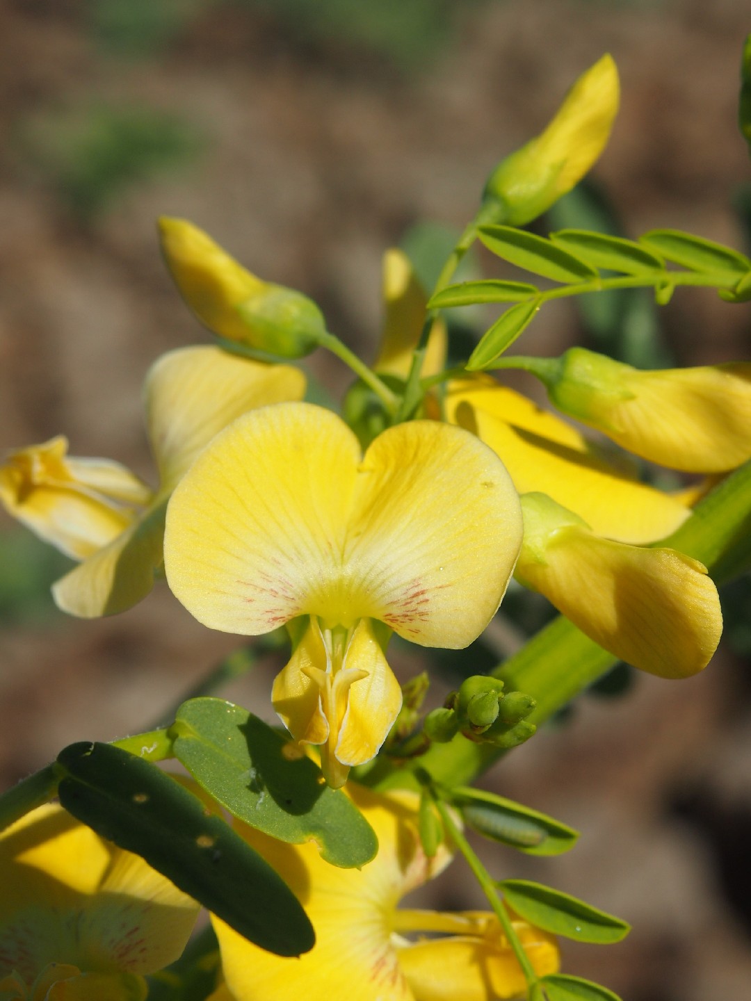 Sesbania Pea (Sesbania cannabina) Flower, Leaf, Care, Uses - PictureThis