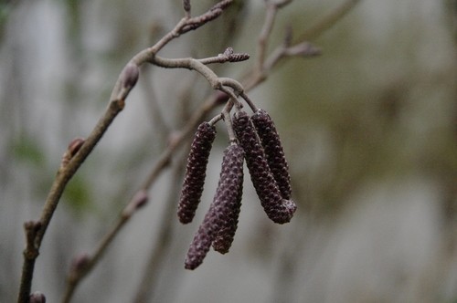 Alnus serrulata - PictureThis