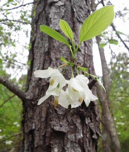How to Plant and Grow Two-wing silverbell(Halesia diptera)