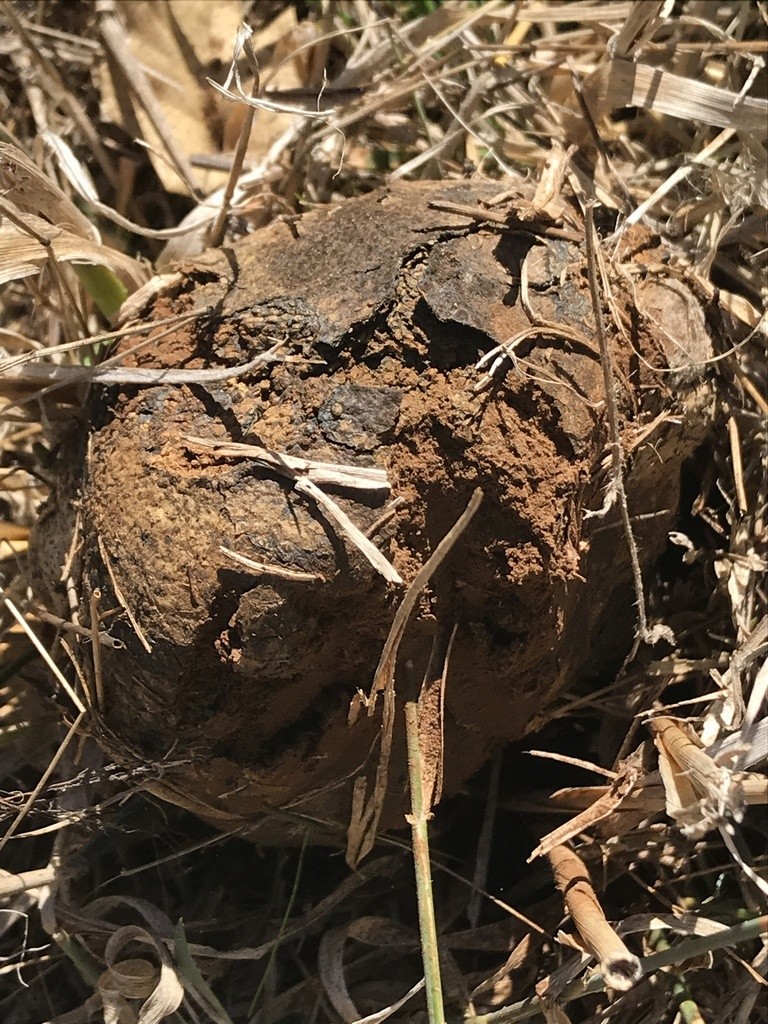 Pisolithus Care (Watering, Fertilize, Pruning, Propagation) - PictureThis