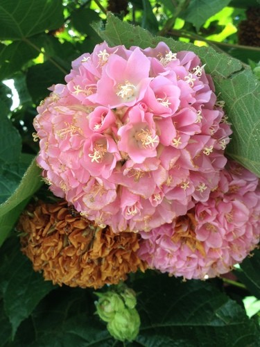 Dombeya (Dombeya wallichii) - PictureThis