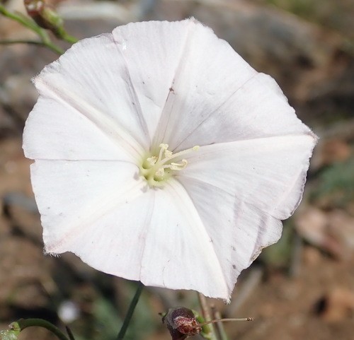 Convolvulus capensis - PictureThis