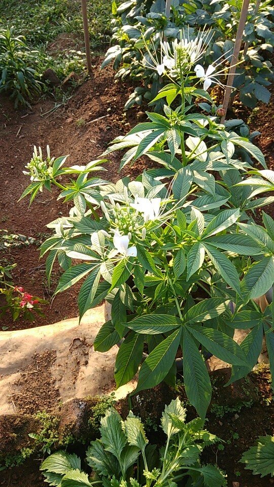 Neohymenopogon Care (Watering, Fertilize, Pruning, Propagation) - PictureThis