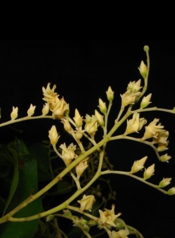 Petrosavia Flower, Leaf, Care, Uses - PictureThis