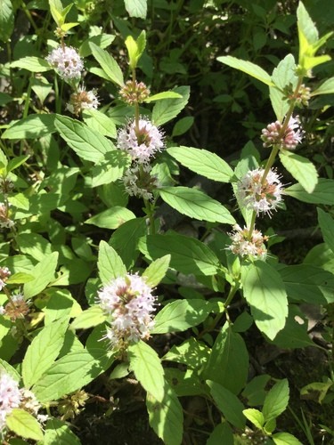 Northeast Wild Mint
