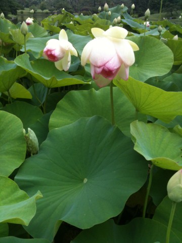 How to Plant and Grow Indian Lotus(Nelumbo nucifera)