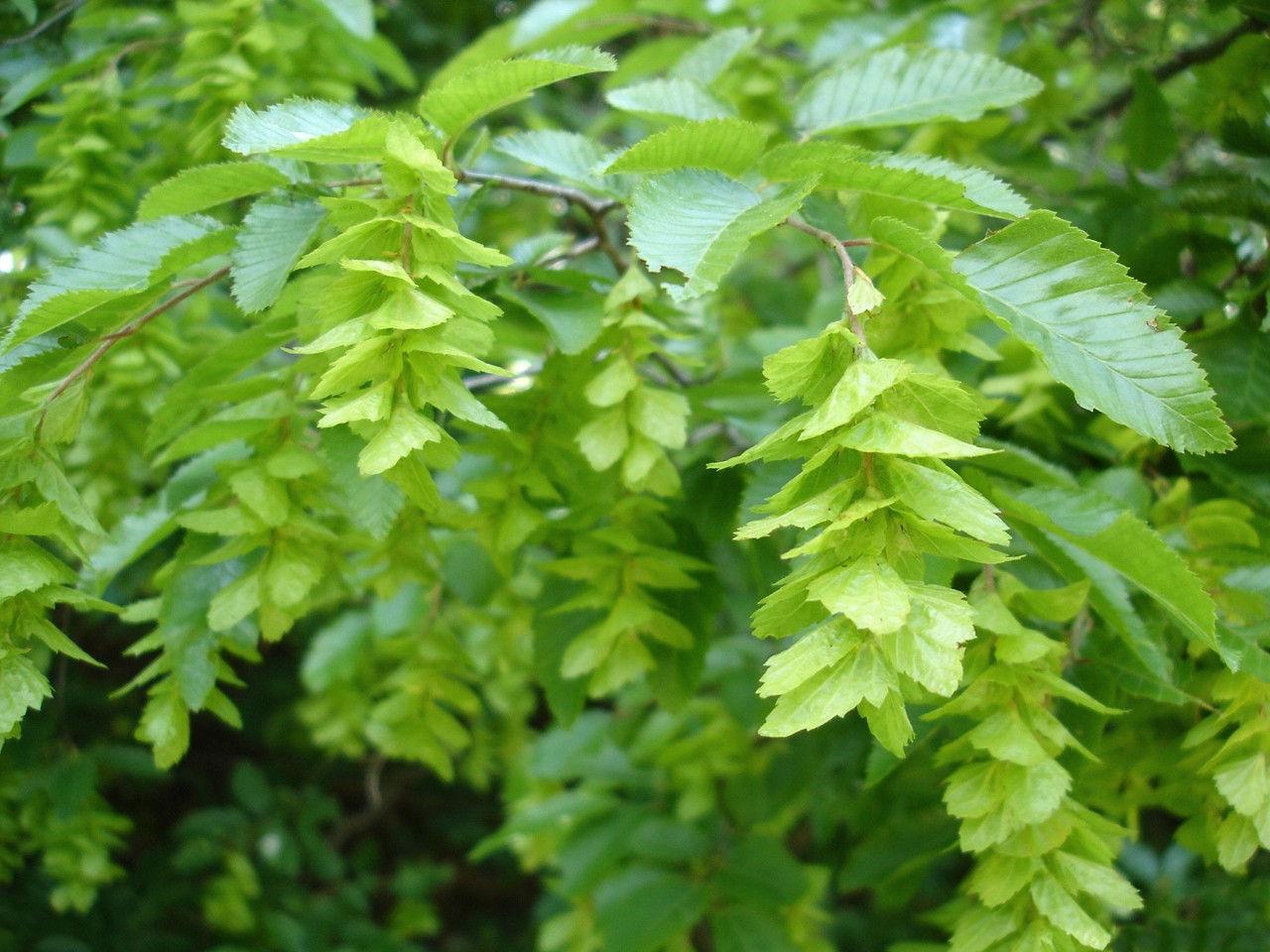 Carpinus orientalis - PictureThis