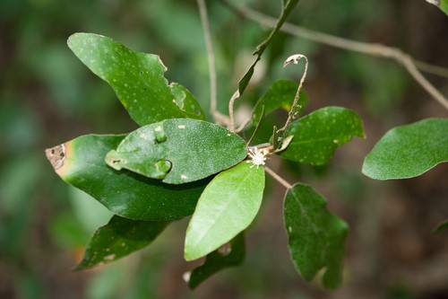 Croton cascarilloides - PictureThis