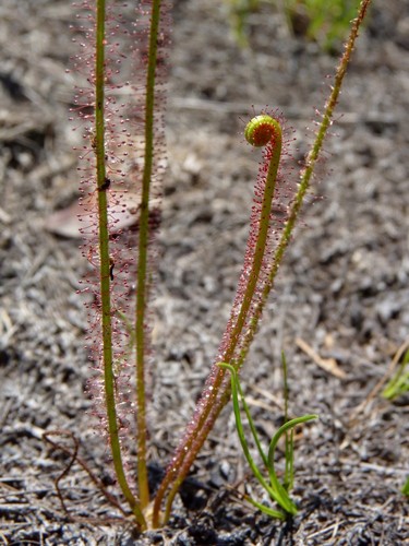 Drosera filiformis - PictureThis