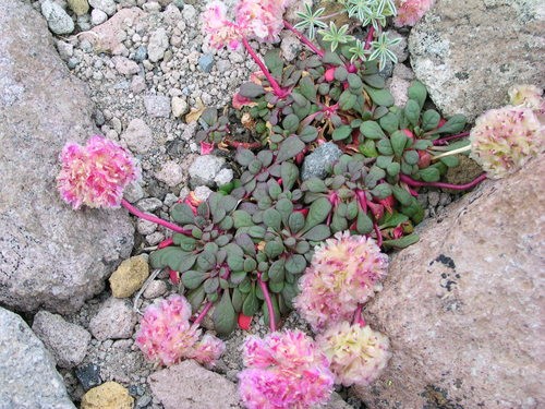 Cistanthe umbellata 花言葉，毒性，よくある質問 - PictureThis