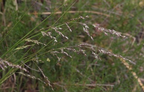 Melic de california pequeña (Melica imperfecta) - PictureThis