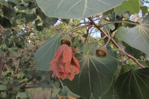 ️️ How to Prune Pacific rosewood