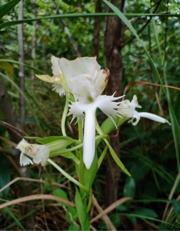 Pecteilis susannae - PictureThis