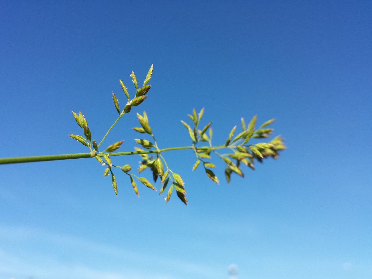 Zacate azul de Canadá (Poa compressa) - PictureThis