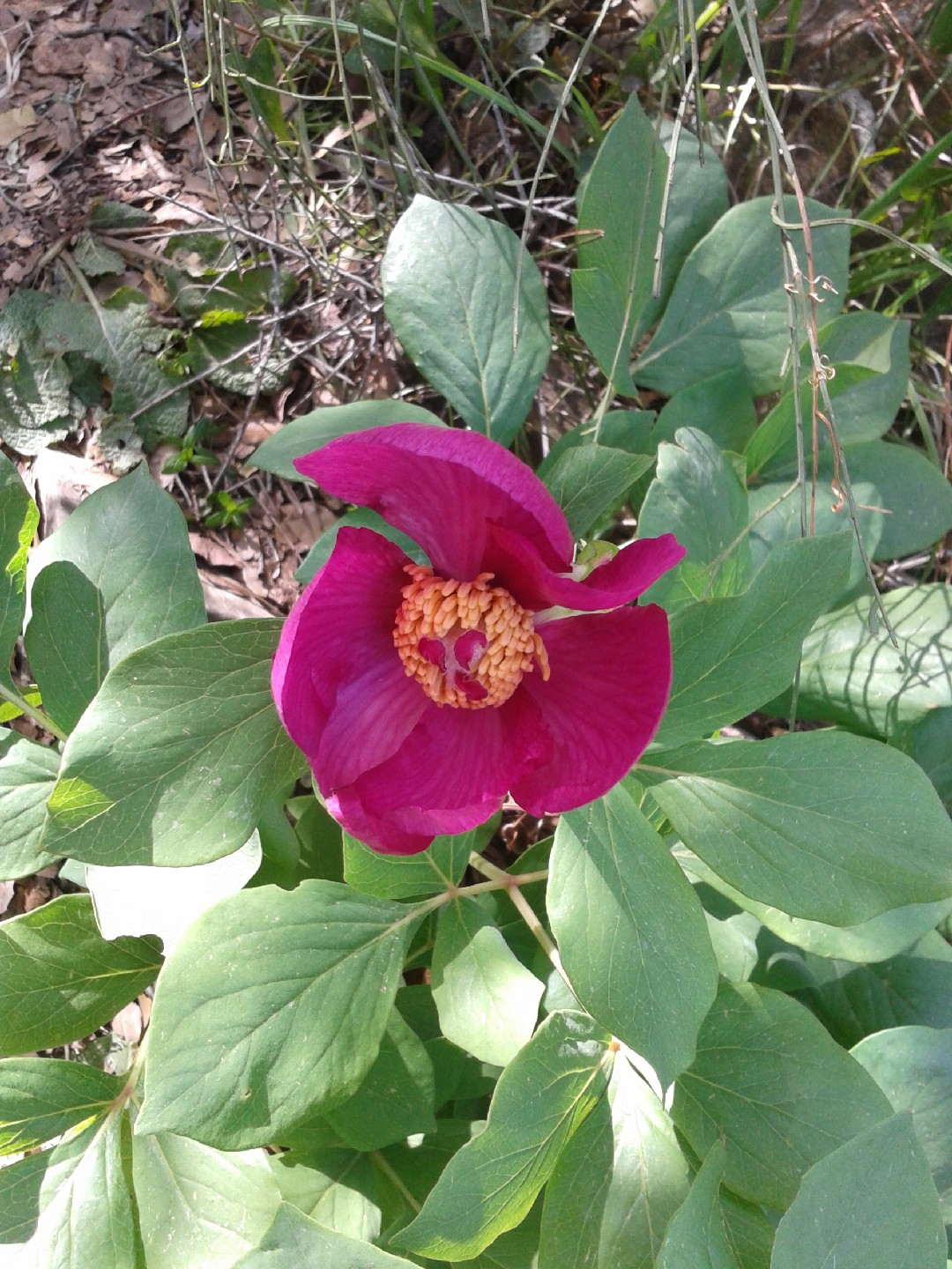 How to Plant and Grow Wild peony(Paeonia mascula)