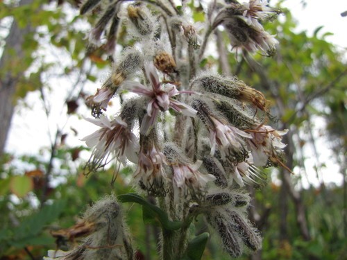 Nabalus racemosus - PictureThis