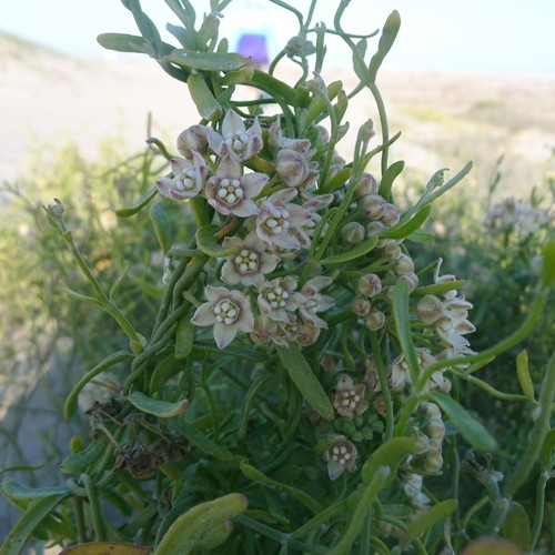 Funastrum arenarium - PictureThis