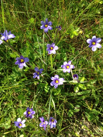 Strict blue-eyed grass (Sisyrinchium montanum) Flower, Leaf, Care, Uses ...