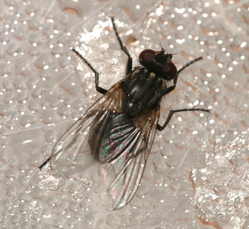 How to Pollinate Brush cherry? (Pollinators, Time Window, Enhance, and ...