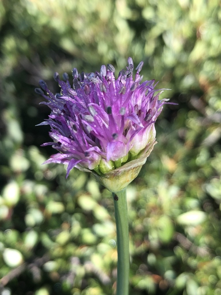 Allium validum - PictureThis