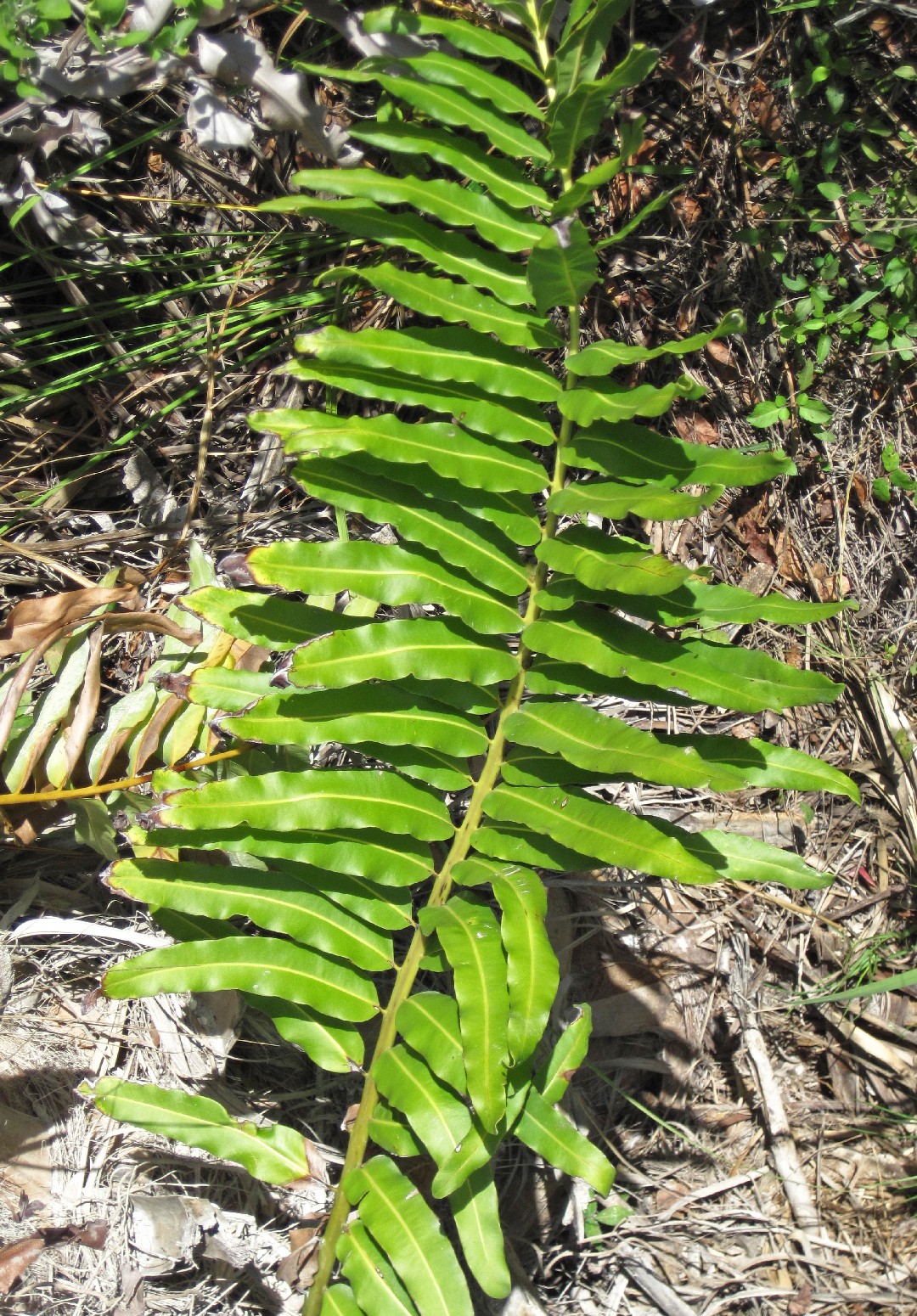 Inland leather fern (Acrostichum danaeifolium) Flower, Leaf, Care, Uses ...