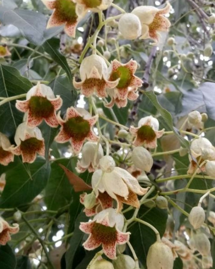 Kurrajong (Brachychiton) Flower, Leaf, Care, Uses - PictureThis