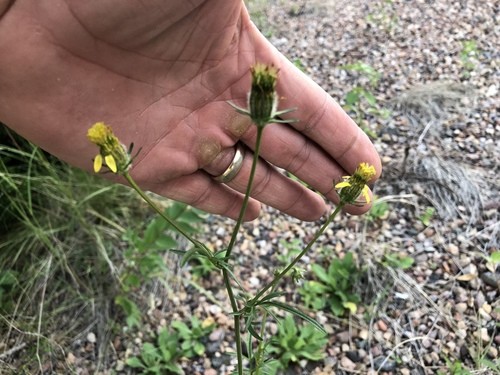 Aceitilla (Bidens tenuisecta) - PictureThis