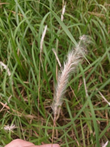 How to Plant and Grow Cogongrass(Imperata cylindrica)