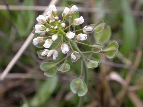 Mostacilla Brava (Microthlaspi perfoliatum) - PictureThis