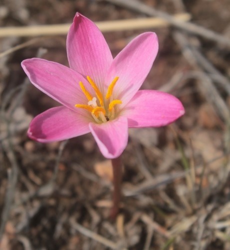 Zephyranthes (Zephyranthes) - PictureThis