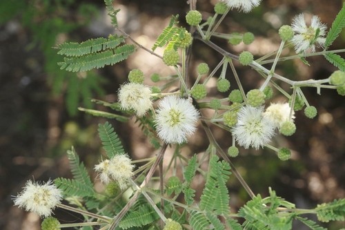 Senegalia berlandieri - PictureThis