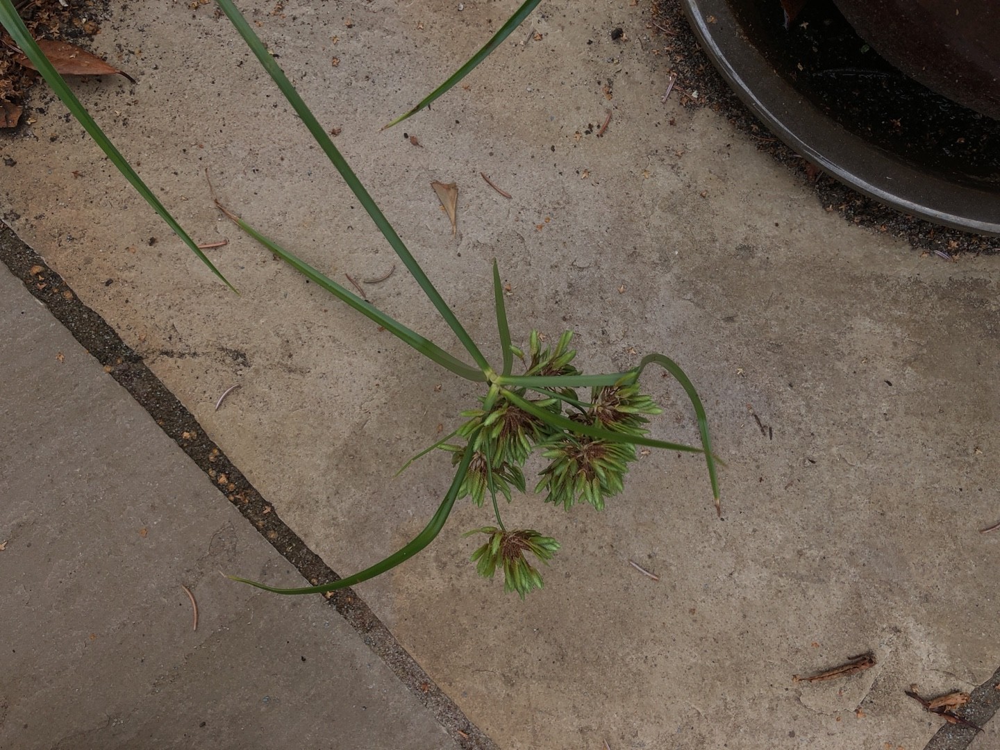 Capitate galingale (Cyperus capitatus) Flower, Leaf, Care, Uses ...